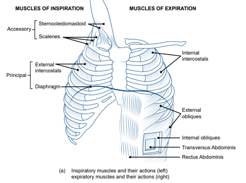 Chest Management | Right Decisions